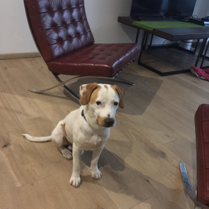 Anne Taulbee calificó "5 estrellas" a Fer por pasear a Beto y Marty ...